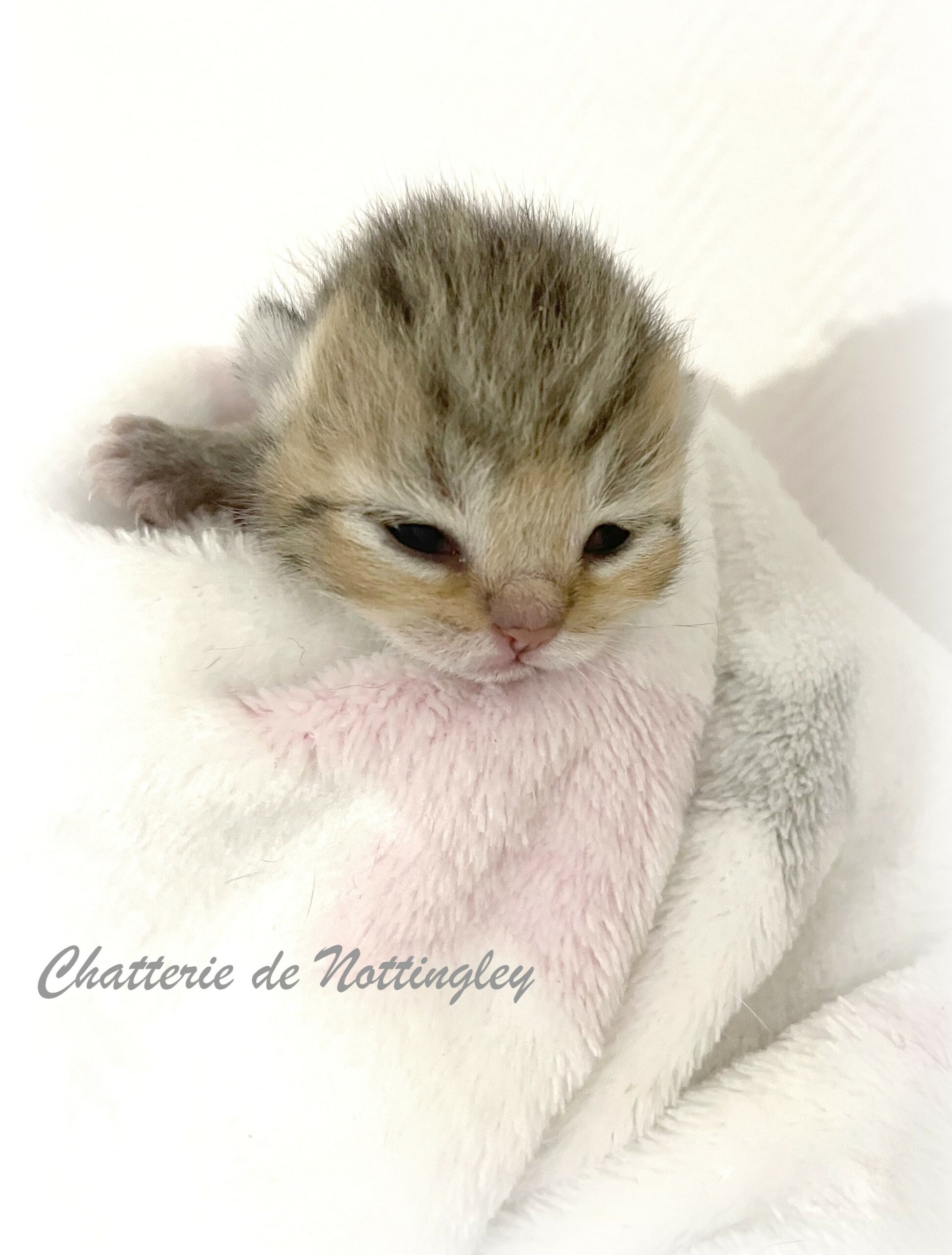 Reproduction du British Shorthair & Longhair - De Primrose