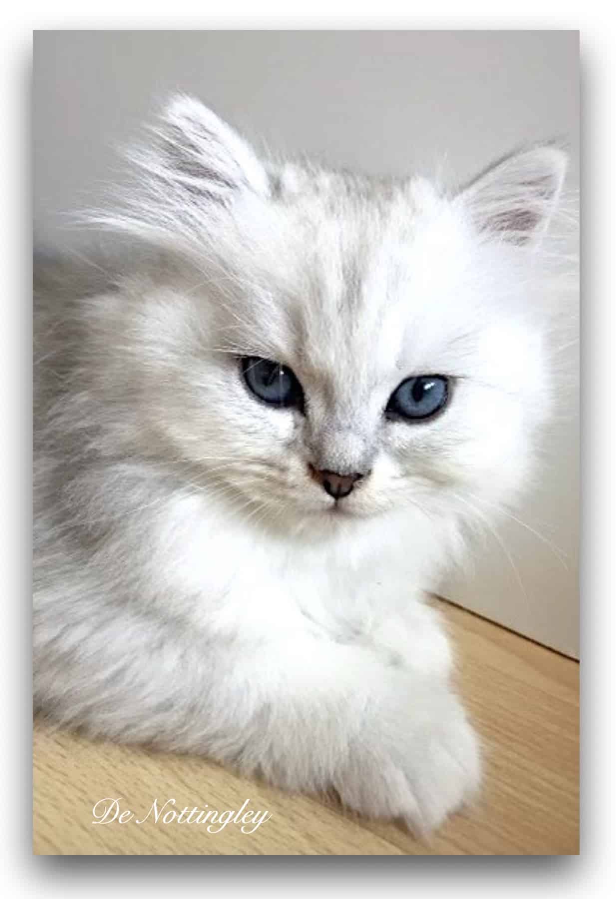 Tarifs et prix d'un chaton British Shorthair ou Longhair - De Primrose