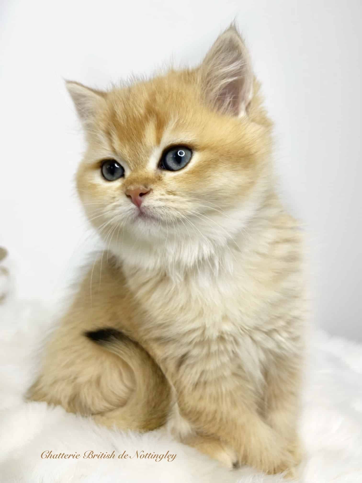 Couleurs du British Shorthair & Longhair - De Primrose