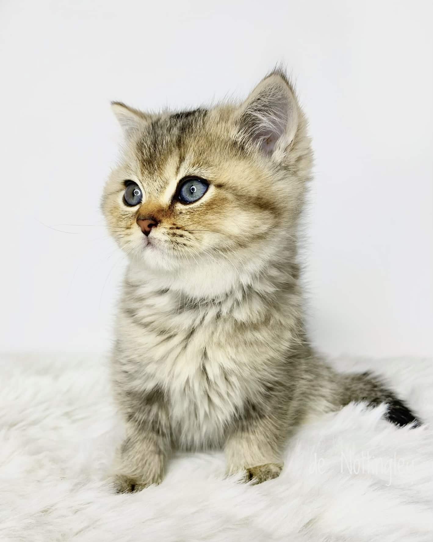 Couleurs du British Shorthair & Longhair - De Primrose