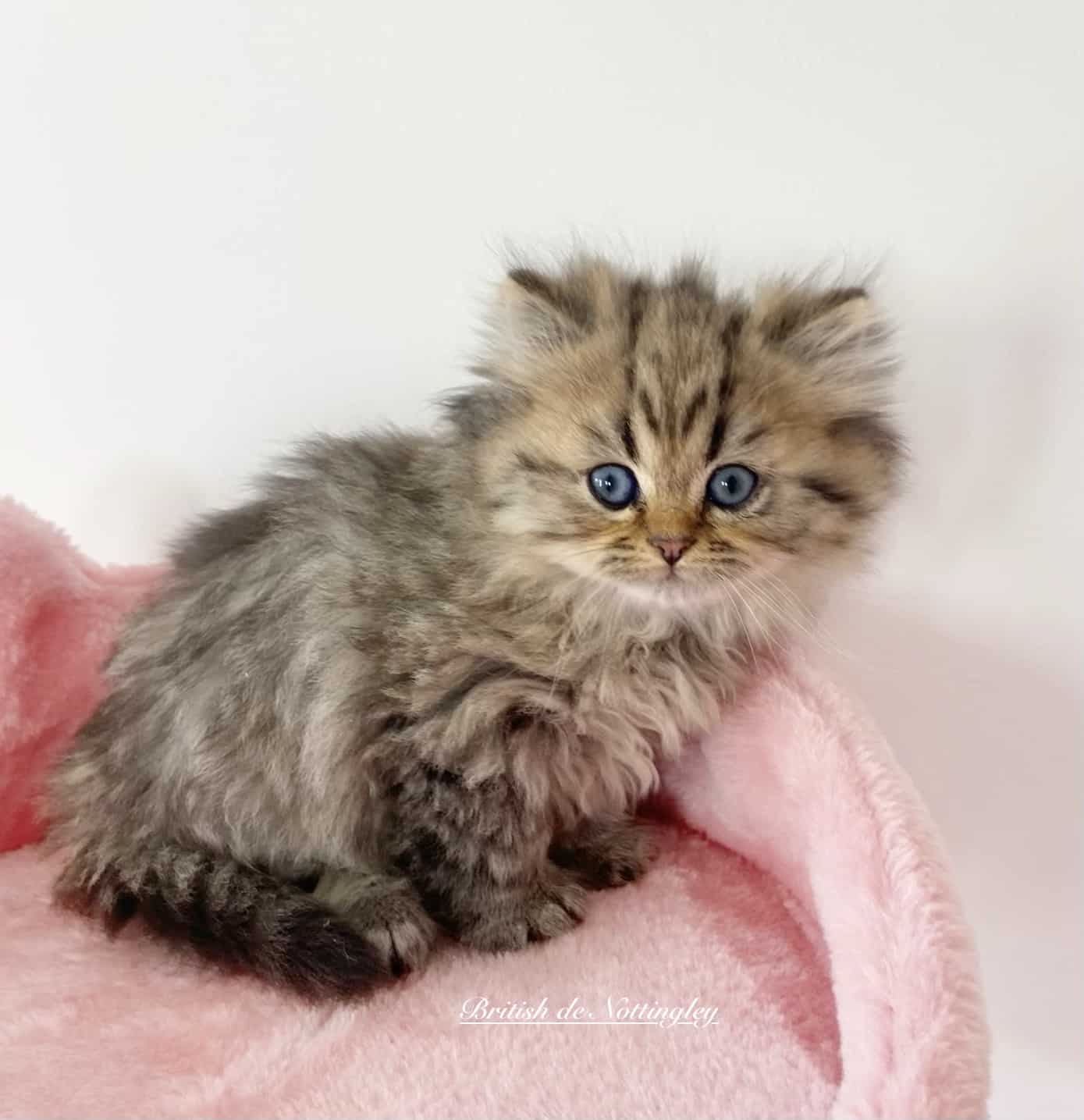 Couleurs du British Shorthair & Longhair - De Primrose