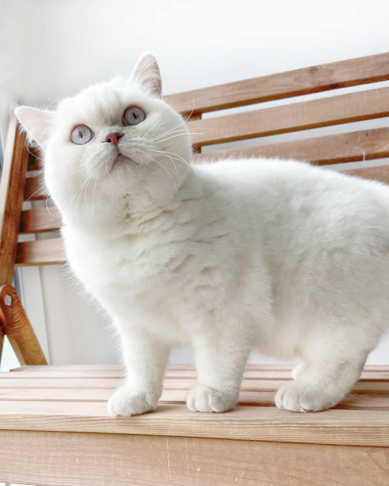 Nos femelles British Shorthair & Longhair - De Primrose