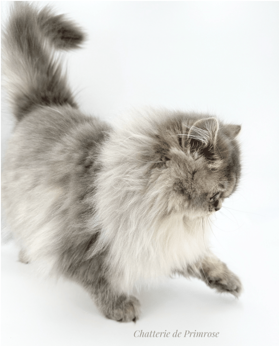 Tarifs et prix d'un chaton British Shorthair ou Longhair - De Primrose